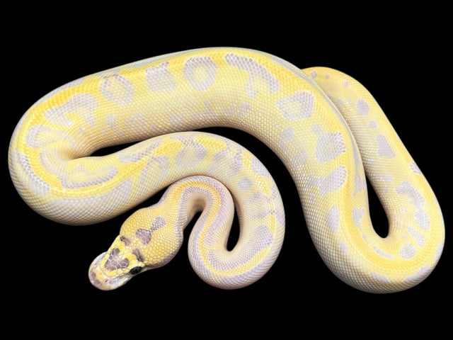 Ball Pythons, Boas, Colubrids, Monitors, Lizards & Other Reptiles NERD ...