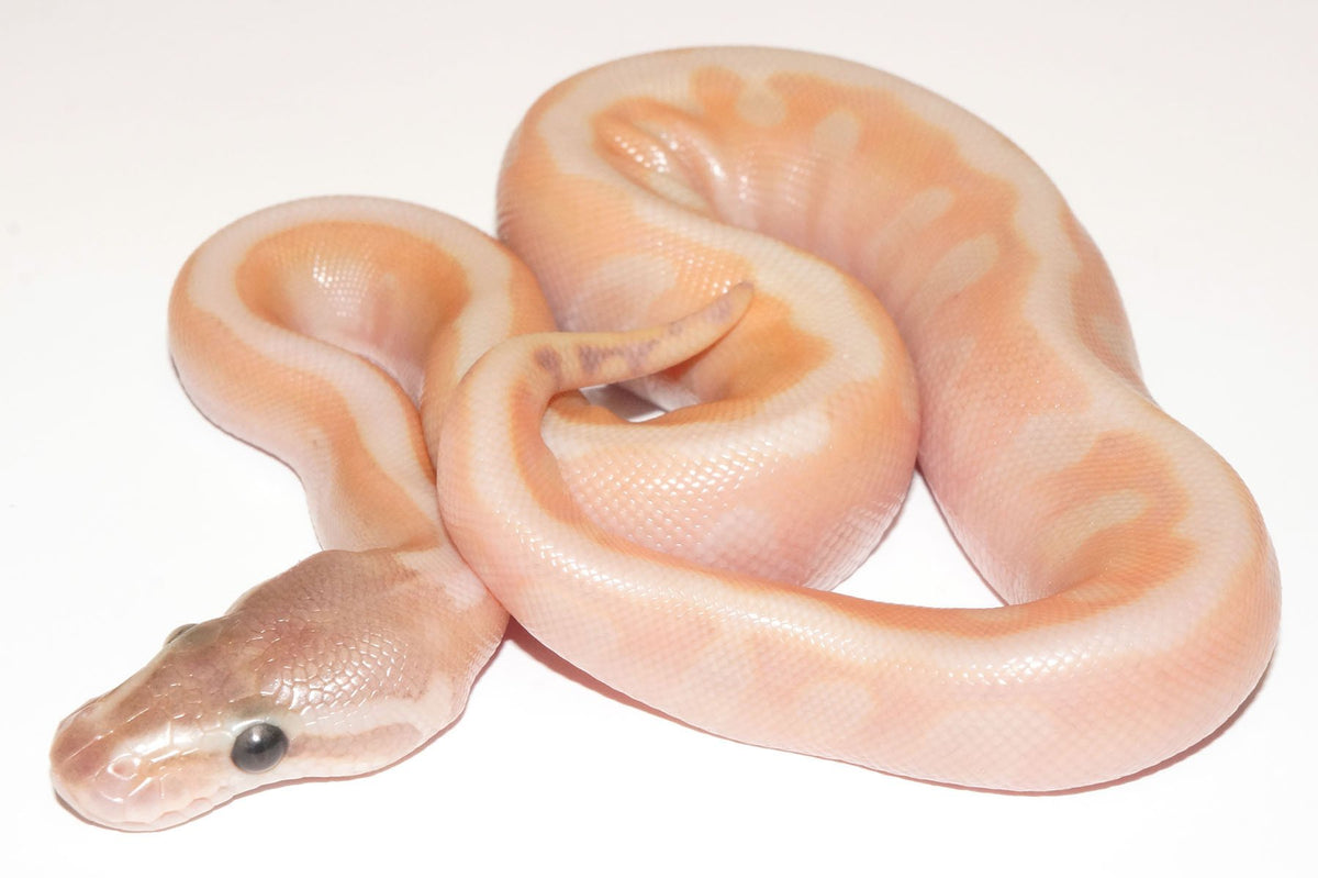 Ball Pythons for Sale - CBB Ball Pythons, Morphs and Baby Ball Pythons ...