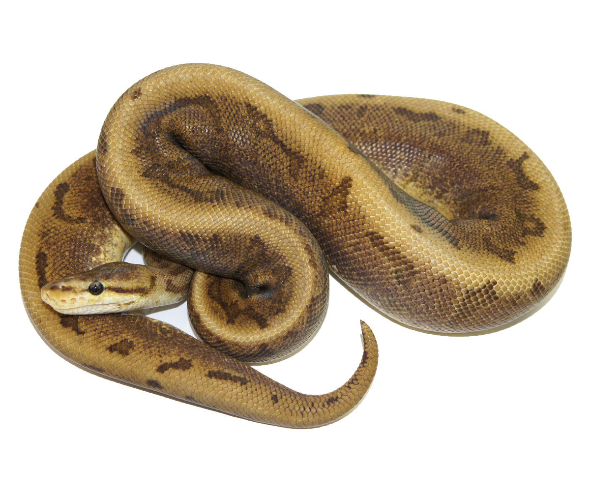 Chocolate Ball Python Morphs – New England Reptile - NERD