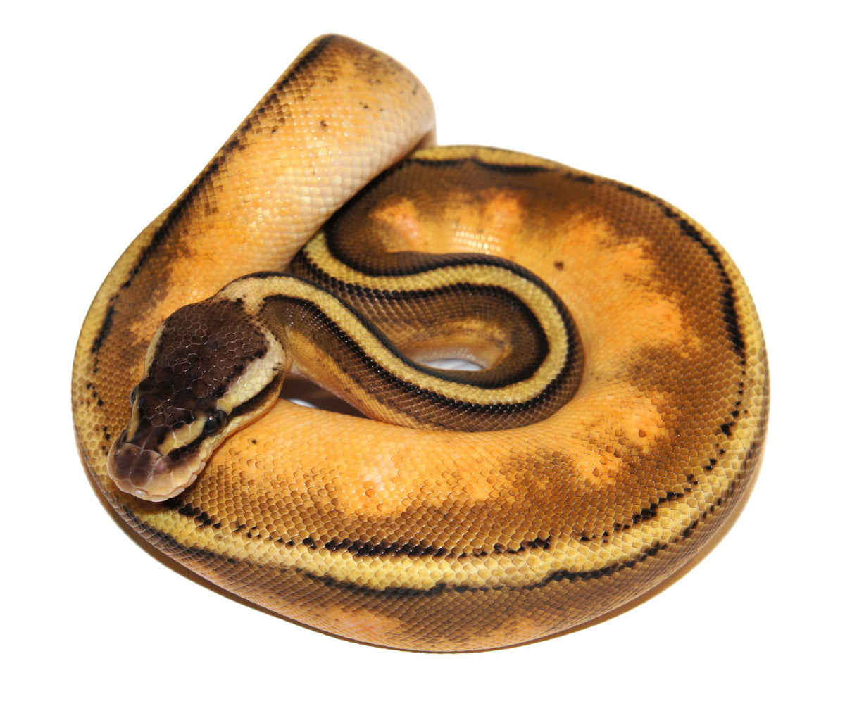 Genetic Stripe Ball Python Morphs – New England Reptile - NERD