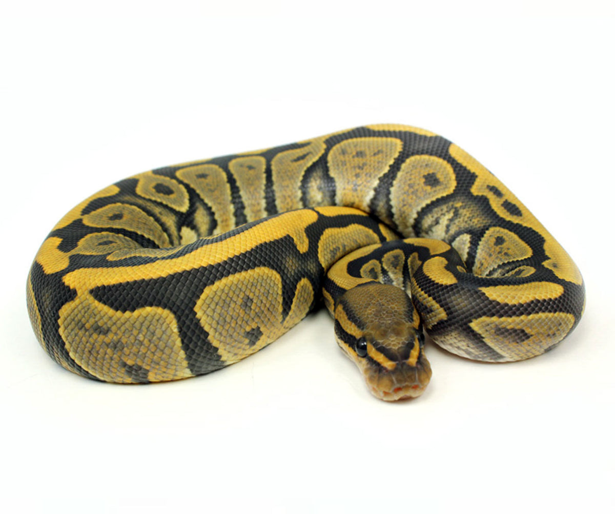 Hypo Ball Python Morphs – New England Reptile - NERD