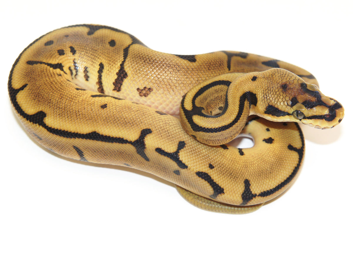 Leopard Ball Python Morphs – New England Reptile - NERD