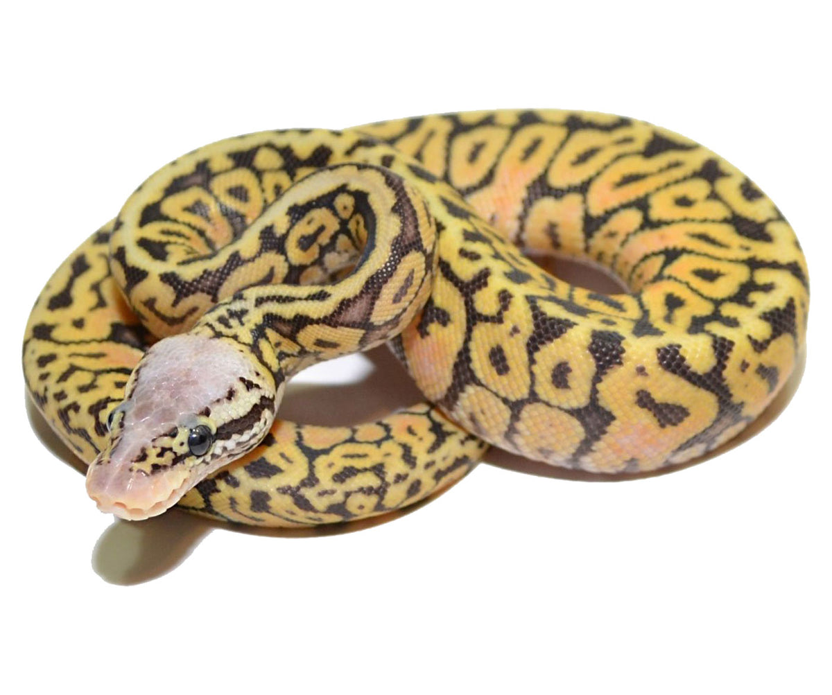 Spotnose Ball Python Morphs – New England Reptile - NERD