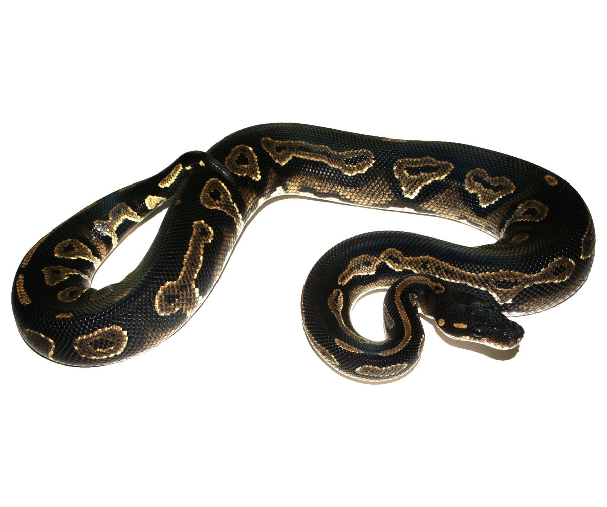 Blackhead Ball Python Morphs – New England Reptile - NERD