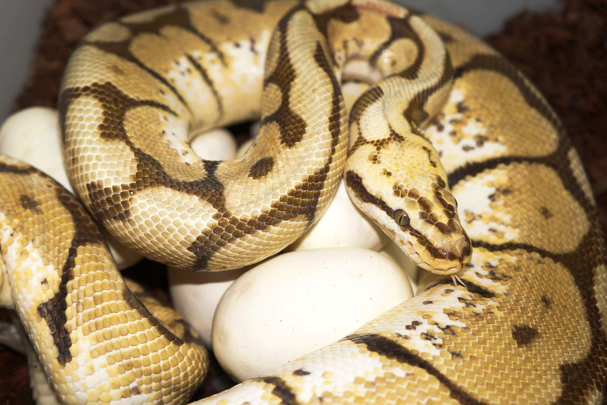 Proven Breeder and Breedable - Snakes & Lizards – New England Reptile ...