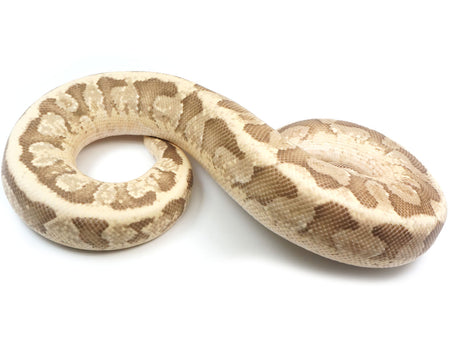 Fire / Lucifer Ball Python Morphs – New England Reptile - NERD