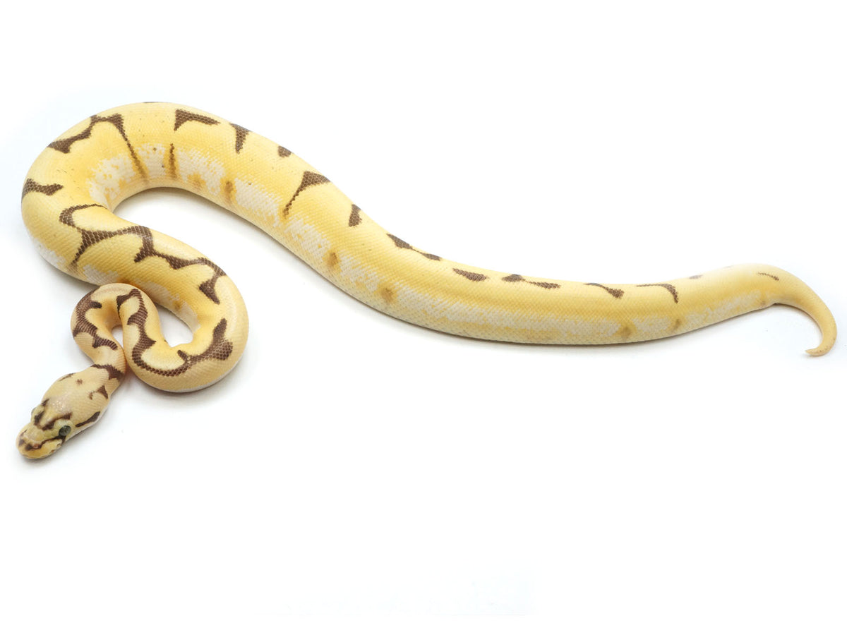 2021 Female Bumble Bee Bald Lucifer Ball Python. – New England Reptile ...