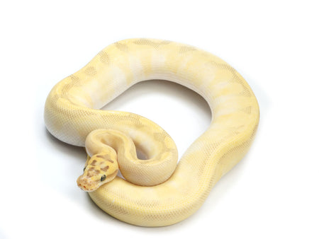 Butter / Lesser Ball Python Morphs – New England Reptile - NERD