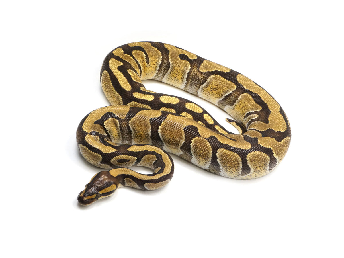 2022 Female Enchi Het Ghost Possible Het Pied Ball Python – New England ...