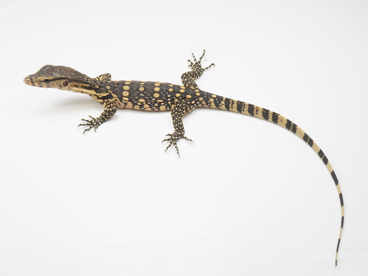 Water Monitor Lizard Pet