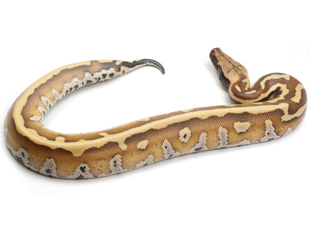 Blood & Short-Tail Pythons For Sale – New England Reptile - NERD