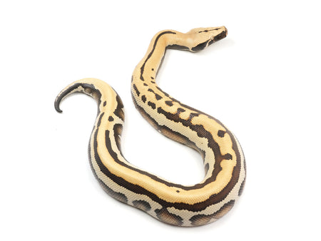Blood & Short-Tail Pythons For Sale – New England Reptile - NERD