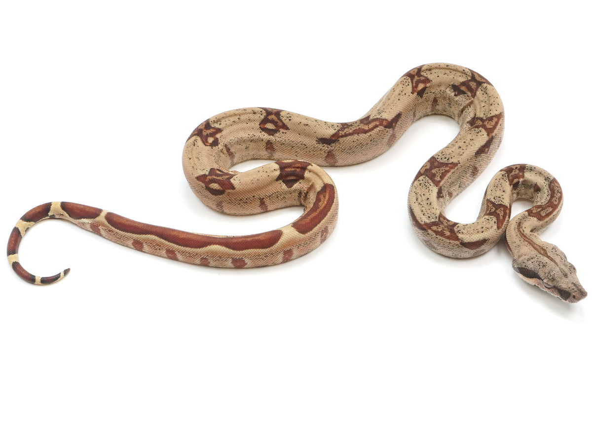 2023 Female Hypo Jungle Possible Het VPI Albino Boa Constrictor. – New ...