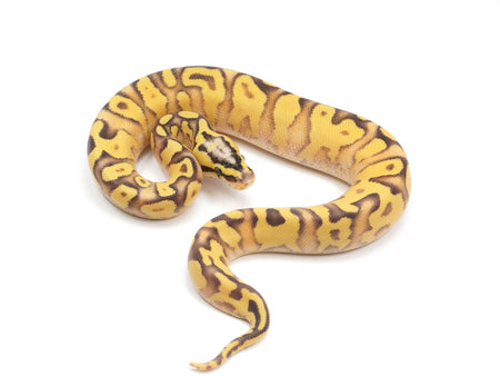 Fire / Lucifer Ball Python Morphs – New England Reptile - NERD