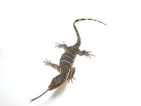 Asian Water Monitor Lizard – New England Reptile - NERD