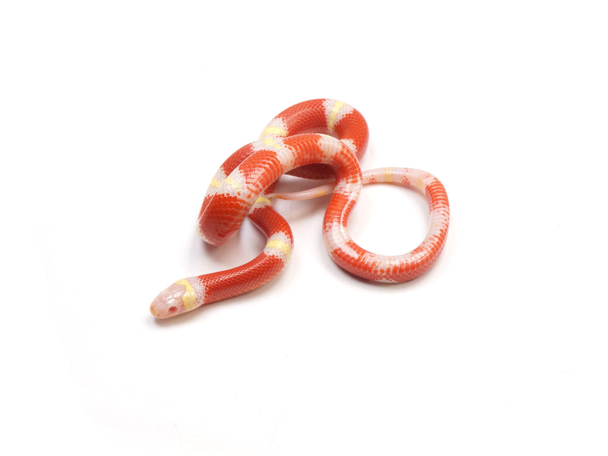 2023 Male Albino Nelson's Milk Snake – New England Reptile - NERD