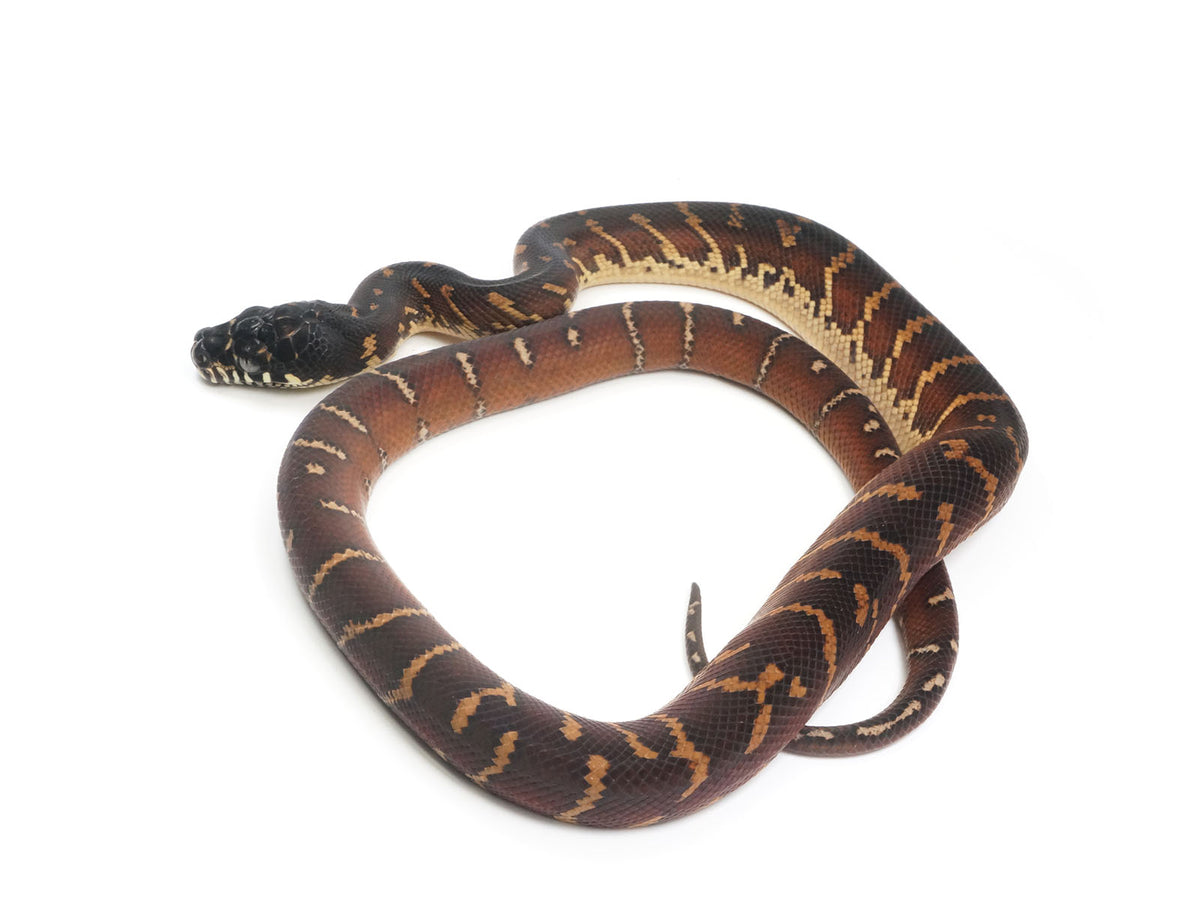 2023 Male Captive Bred Boelen's Pythons – New England Reptile - NERD