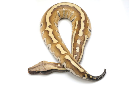 Blood & Short-Tail Pythons For Sale – New England Reptile - NERD