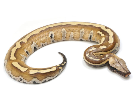 Blood & Short-Tail Pythons For Sale – New England Reptile - NERD
