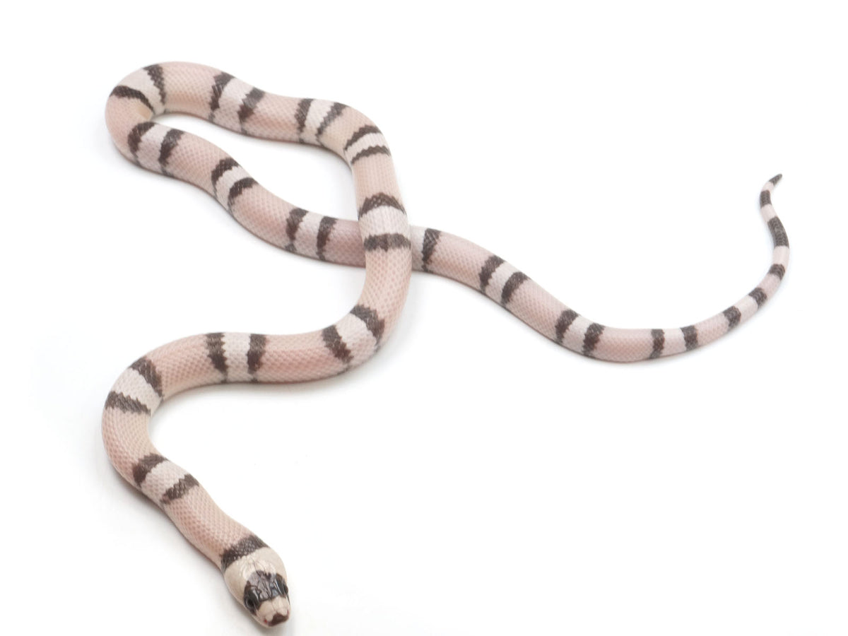 2023 Male Ghost Falcon Honduran Milk Snake – New England Reptile - NERD