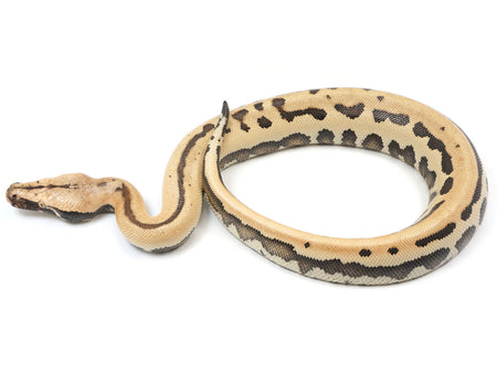 Blood & Short-Tail Pythons For Sale – New England Reptile - NERD