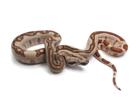 Anery Type 1 Boas – New England Reptile - NERD