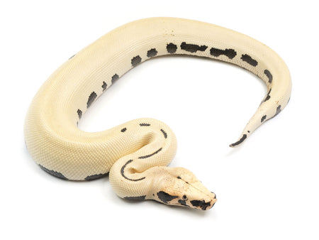 Blood & Short-Tail Pythons For Sale – New England Reptile - NERD
