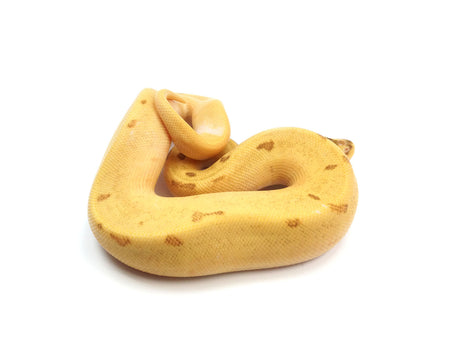 Ball Pythons and Morphs For Sale – New England Reptile - NERD