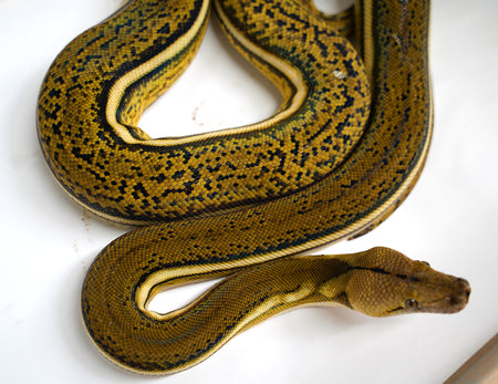 Gorgeous Reticulated Pythons For Sale – New England Reptile - NERD