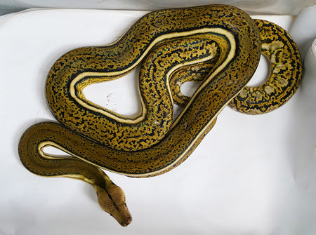 Gorgeous Reticulated Pythons For Sale – New England Reptile - NERD