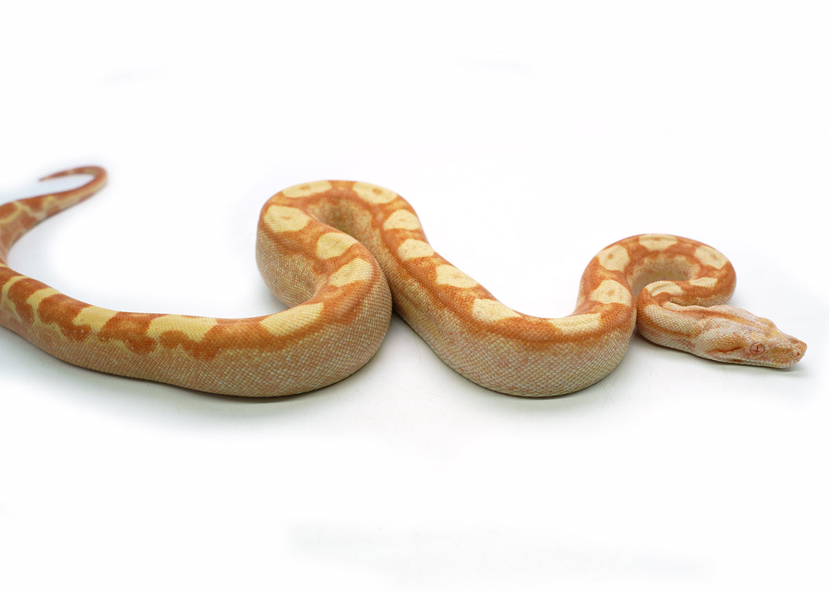 Female Sharp Sunglow Purple Keltic Boa Constrictor – New England ...