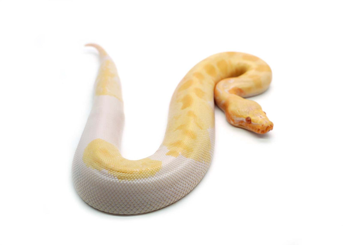 Female T- Albino Piebald Blood Python – New England Reptile - NERD