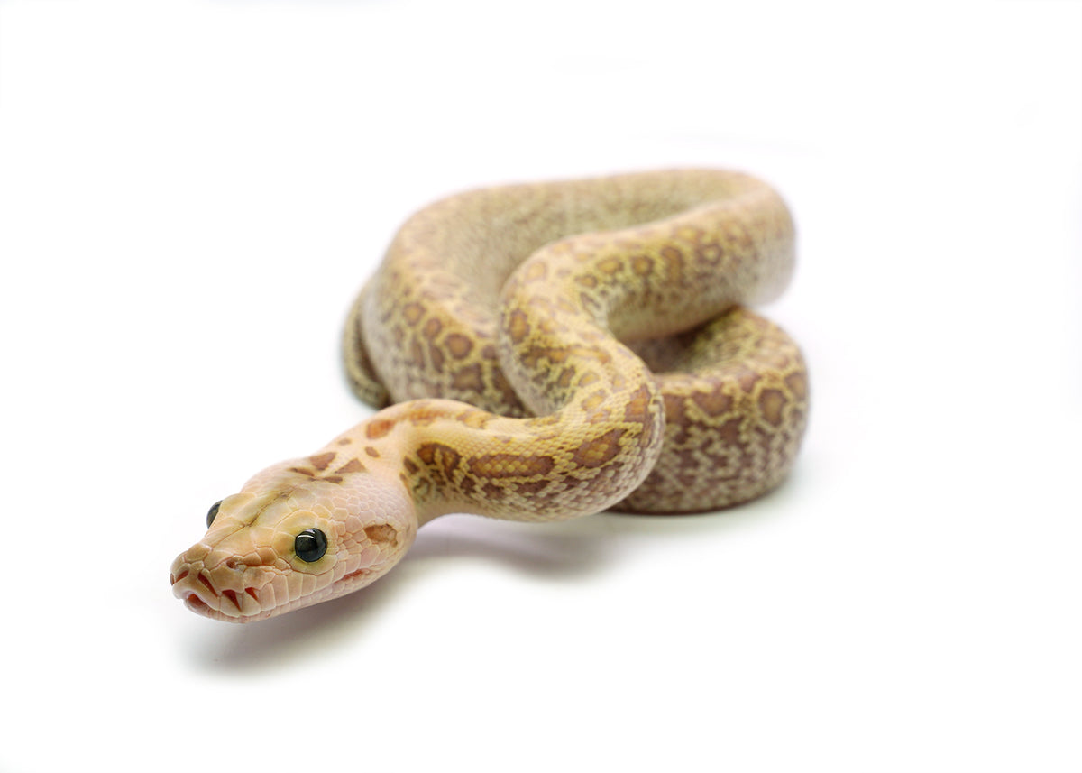 2025 Male Hypo Granite het. Albino Burmese Python – New England Reptile ...