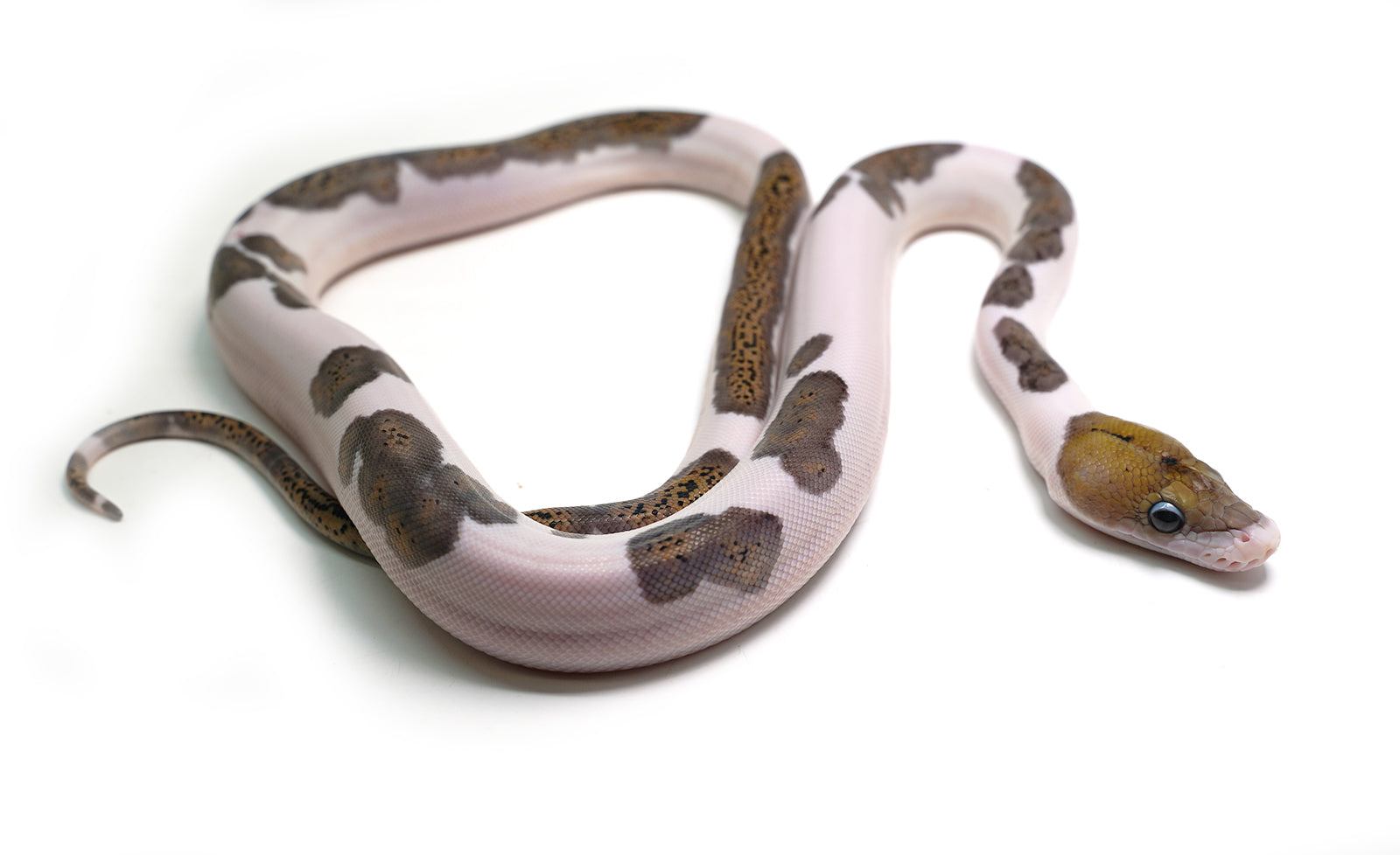 2025 Female Black Edge Piebald Reticulated Python – New England Reptile ...