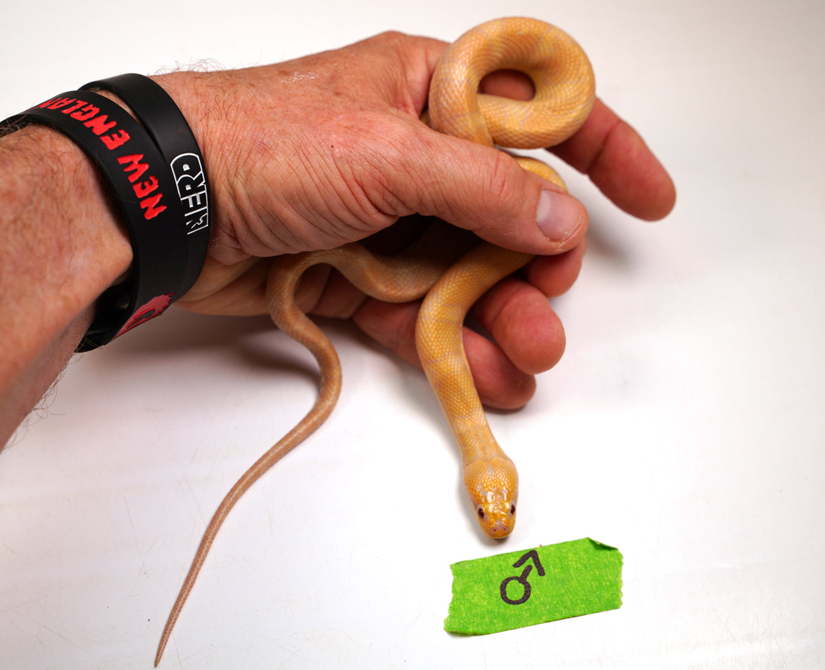 SALE! Male CBB Albino Puff Faced Water Snake - RARE! – New England ...