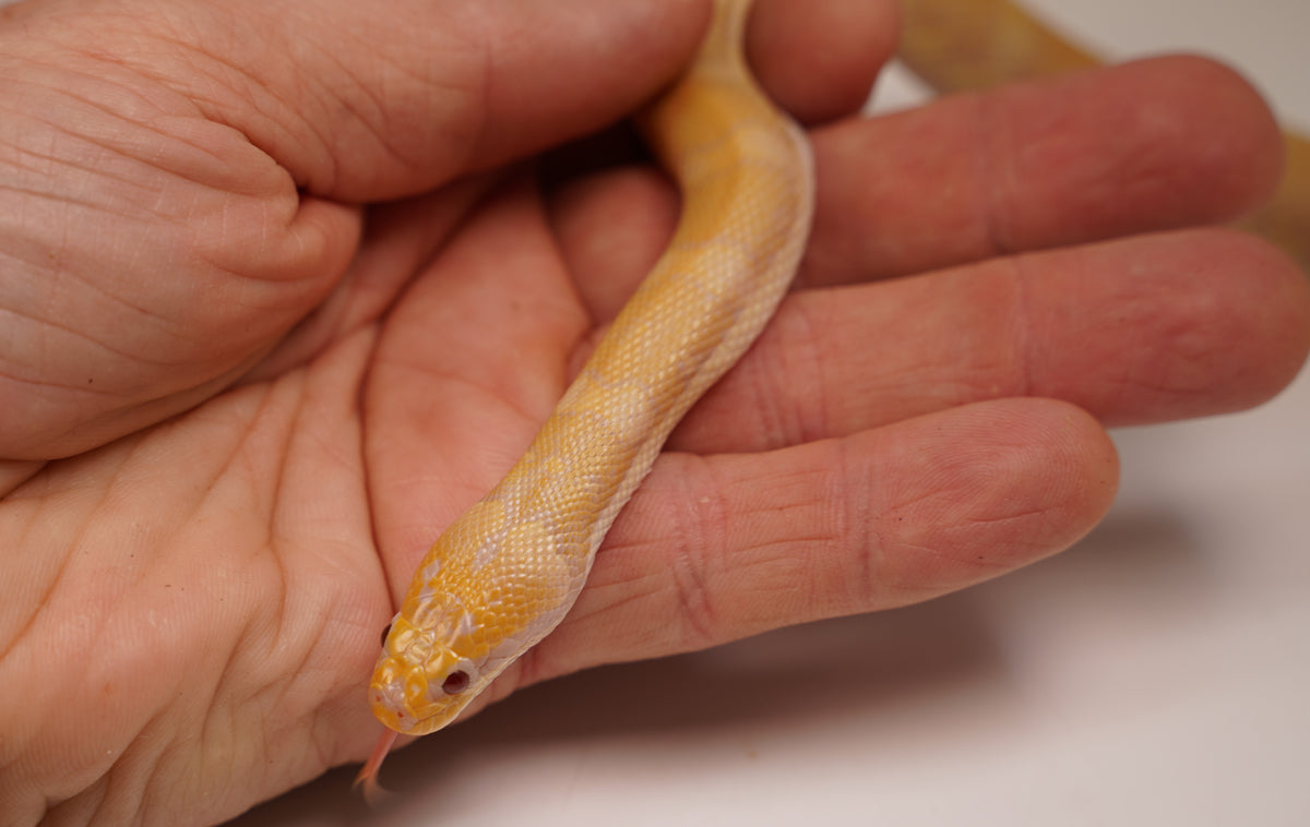 SALE! CBB Albino Young Adult Male Puff Faced Water Snake - Rare – New ...