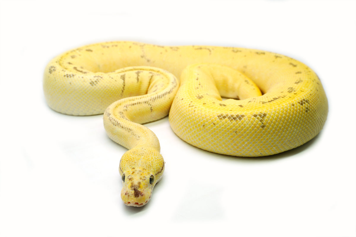 Adult Female Pastel Pinstripe Ball Python – New England Reptile - NERD