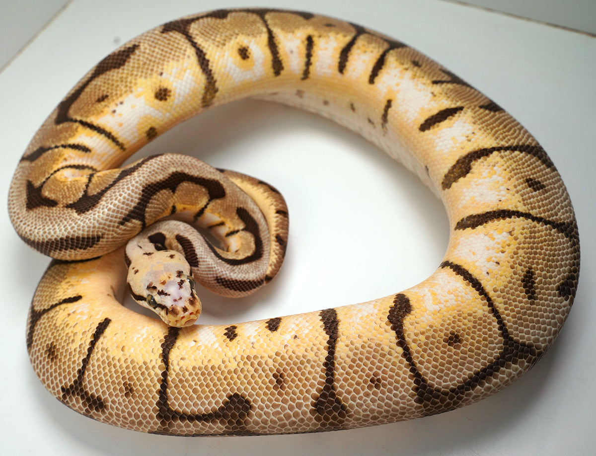 23' Female Sub Adult Bumble Bee MicroScale Ball Python – New England ...