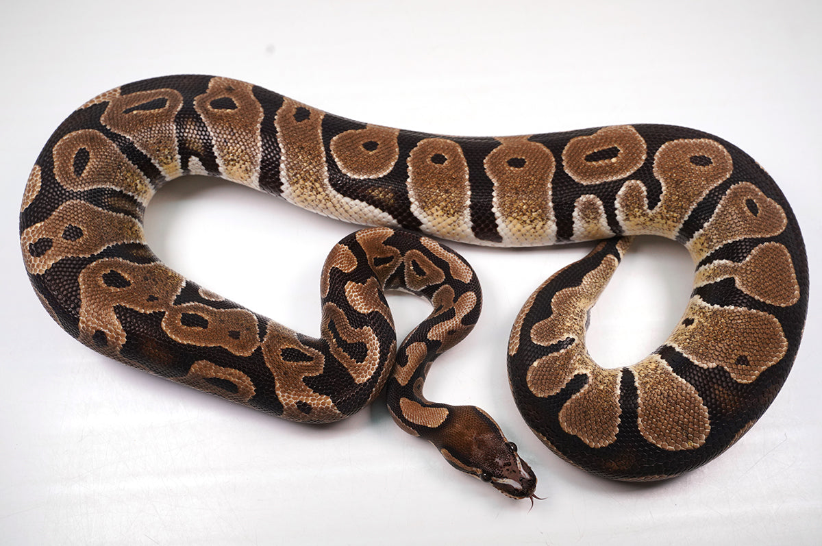 23' Female Sub Adult MicroScale Ball Python (Copy) – New England ...
