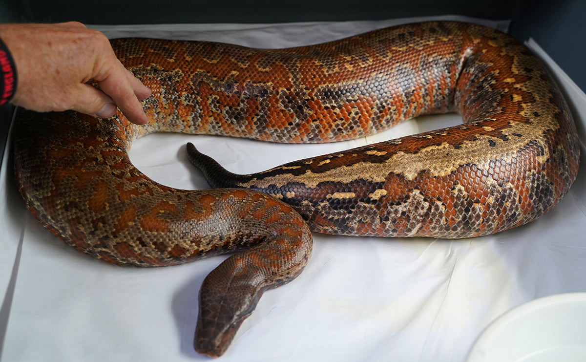 BIG! Proven Breeder Female Batik Blood Python Poss Het TPos Albino - S ...