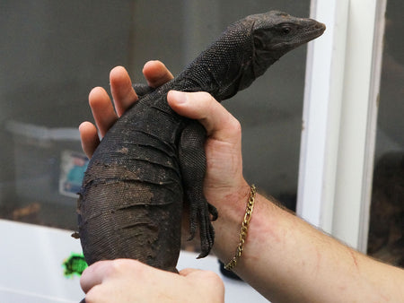 Asian Water Monitor Lizard – New England Reptile - NERD