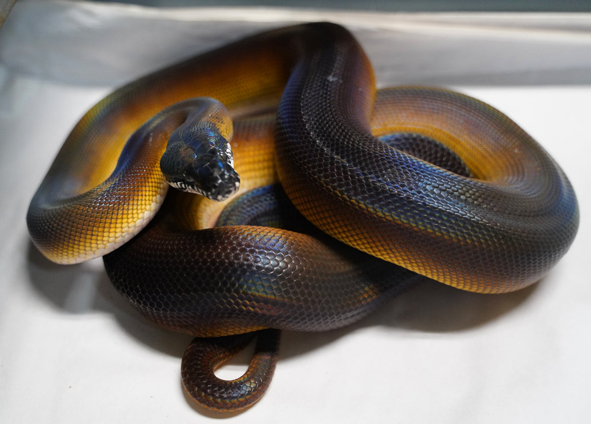 Monster Female Breeder Dalberts Python - Captive Raised Gem – New ...