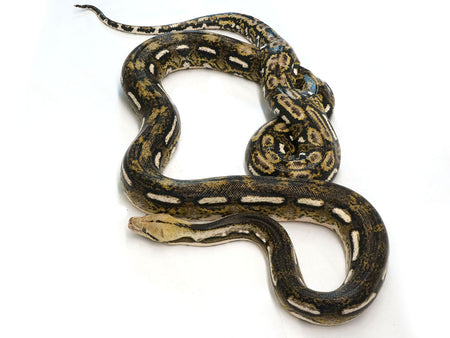 Gorgeous Reticulated Pythons For Sale – New England Reptile - NERD