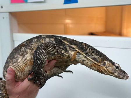 Asian Water Monitor Lizard – New England Reptile - NERD