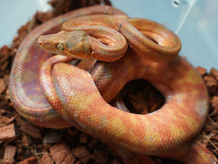 Boas For Sale | Shop NERD Boas and Boa Morphs – New England Reptile - NERD