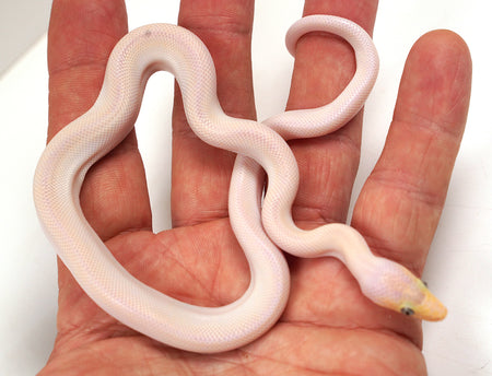 Boas For Sale | Shop NERD Boas and Boa Morphs – New England Reptile - NERD