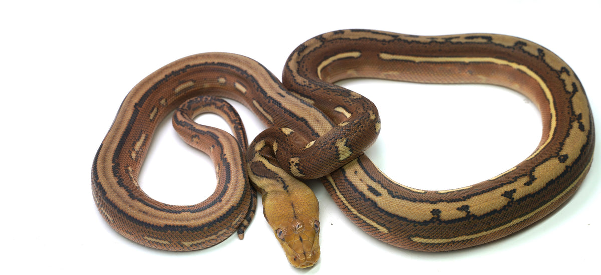 Female Tiger Orange Ghost Stripe – New England Reptile - NERD