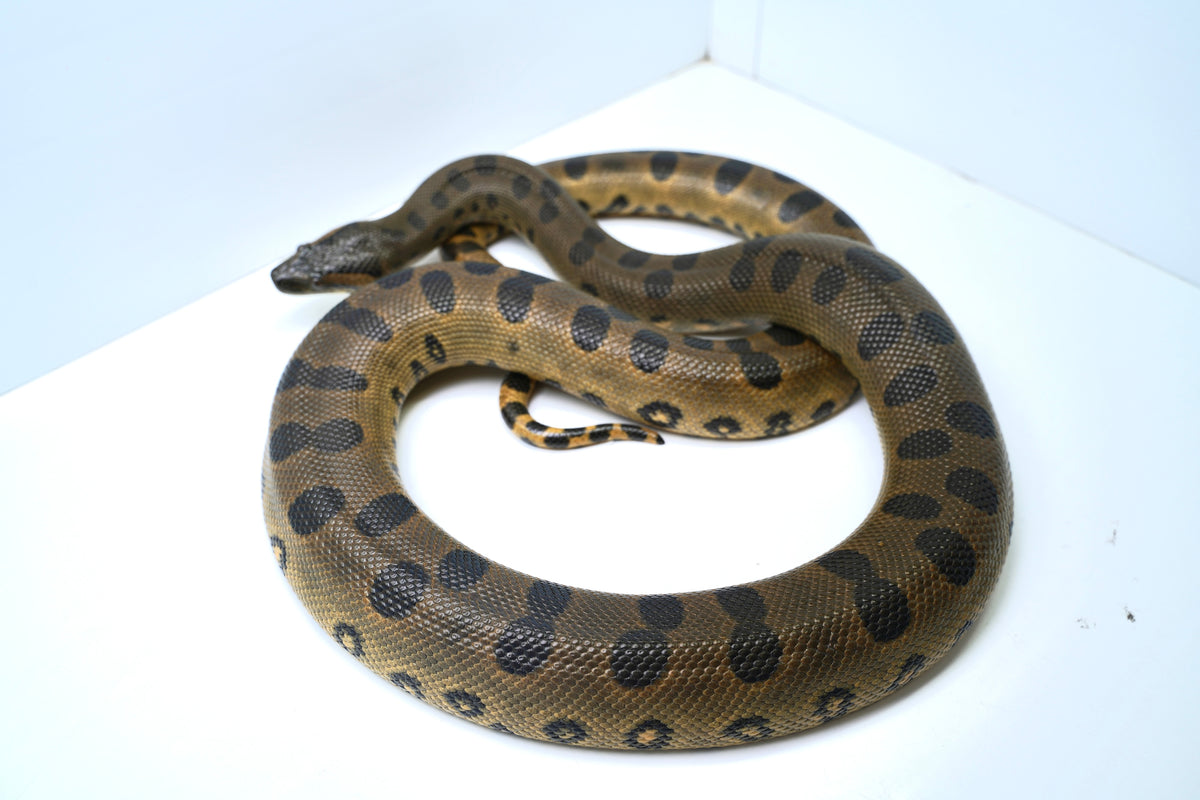 Baby Female Green Anaconda – New England Reptile - NERD