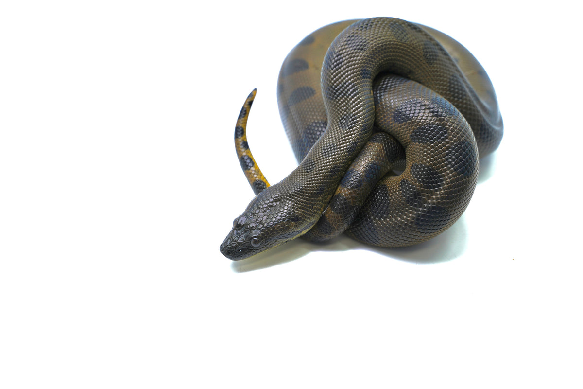 Male Baby Green Anaconda – New England Reptile - NERD
