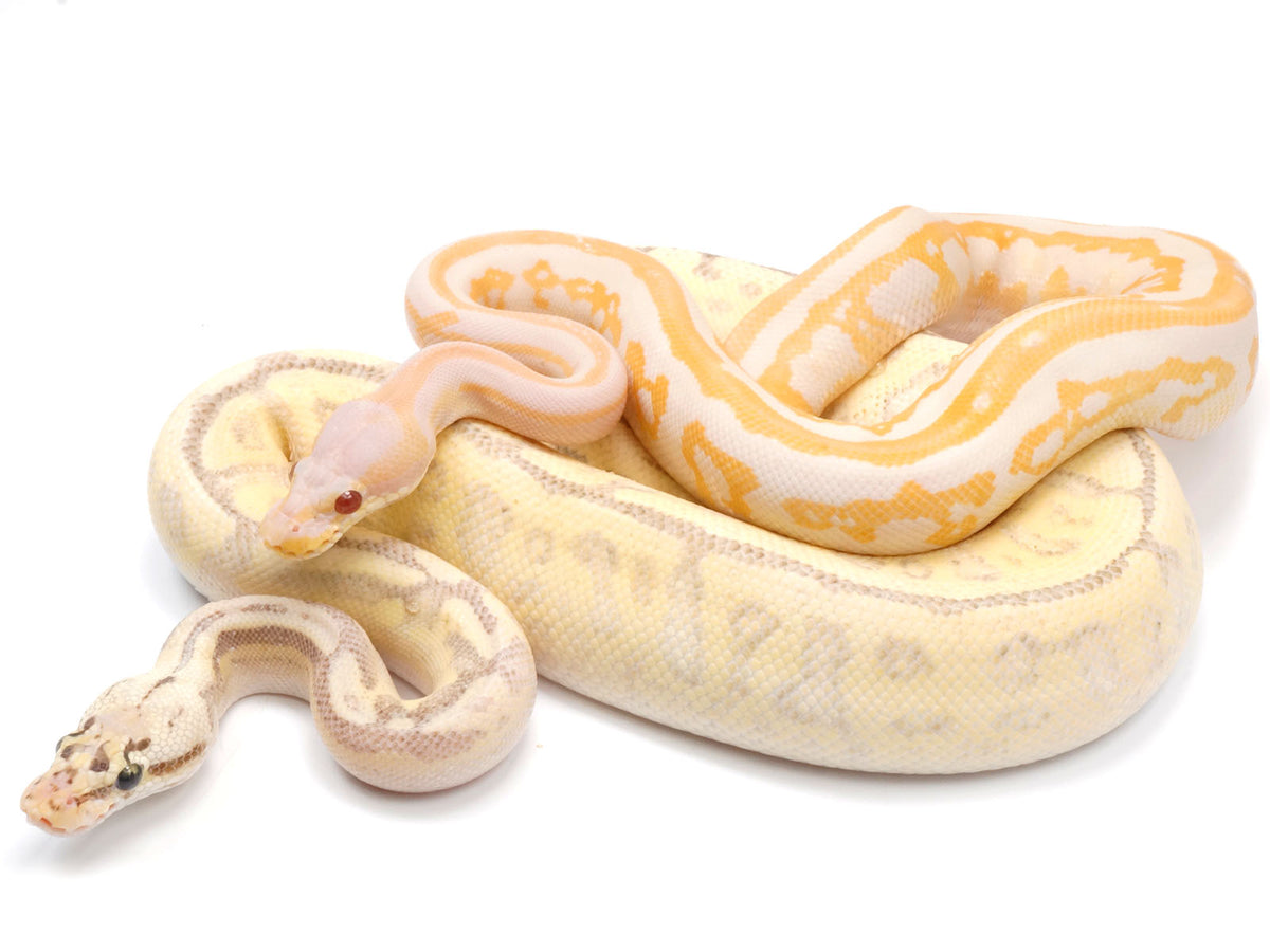 Ball Python Grab Bag (2-5+ genes per animal) – New England Reptile - NERD